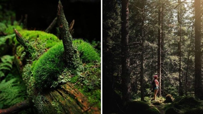 Pralesy nájdete aj na Slovensku. Toto je 8 lokalít, v ktorých stále ...