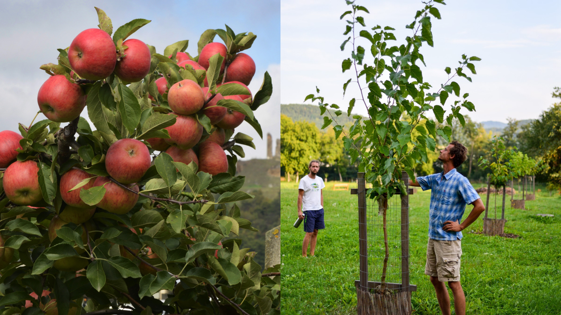V Bratislave je záhrada na zjedenie. Ovocie tu ješ zadarmo