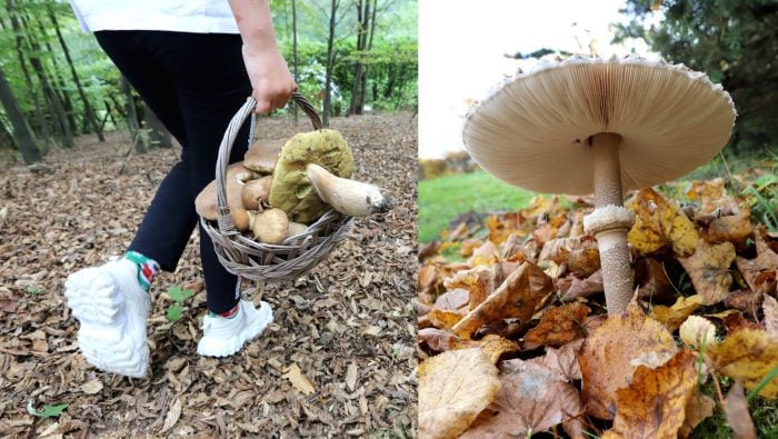Kam na huby na Slovensku: Miesta, kde nazbieraš aj 25 kíl (PREHĽAD)