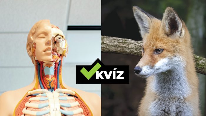 Pogy: Legendárna hra, ktorá určite neobišla ani teba. Čo si o nej možno ...